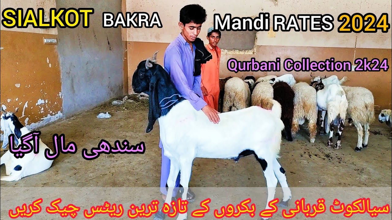 Sialkot Bakra Mandi 2024 | Sindhi Bakra Mandi 2024 | Bakra Mandi Latest ...