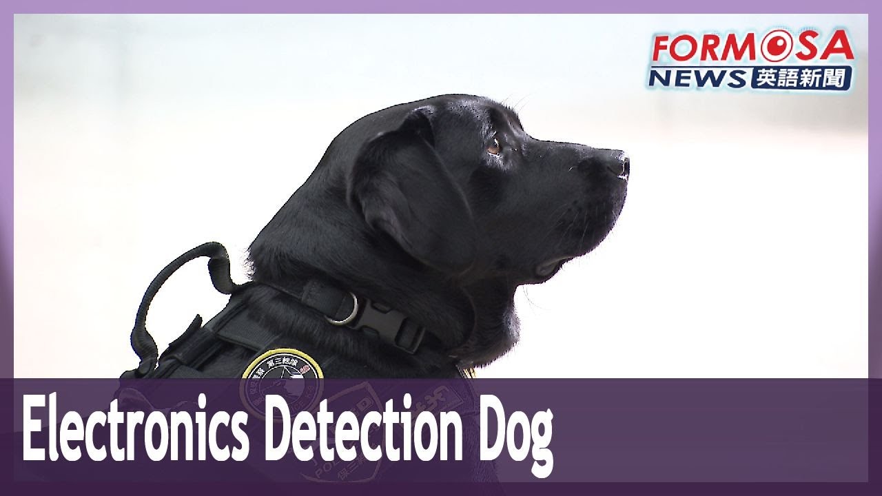 Meet Wafer, Taiwan’s first electronics detection dog｜Taiwan News - YouTube