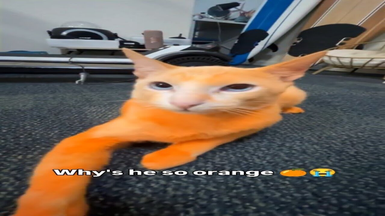 orange cats acting orange for 11 minutes - YouTube