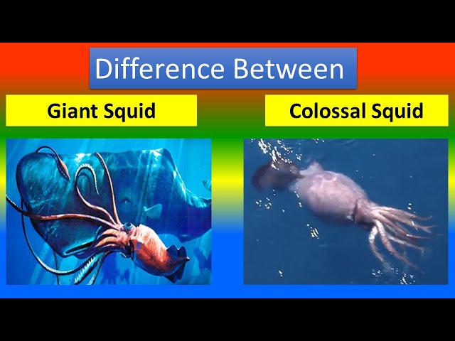 Colossal Squid Vs Kraken