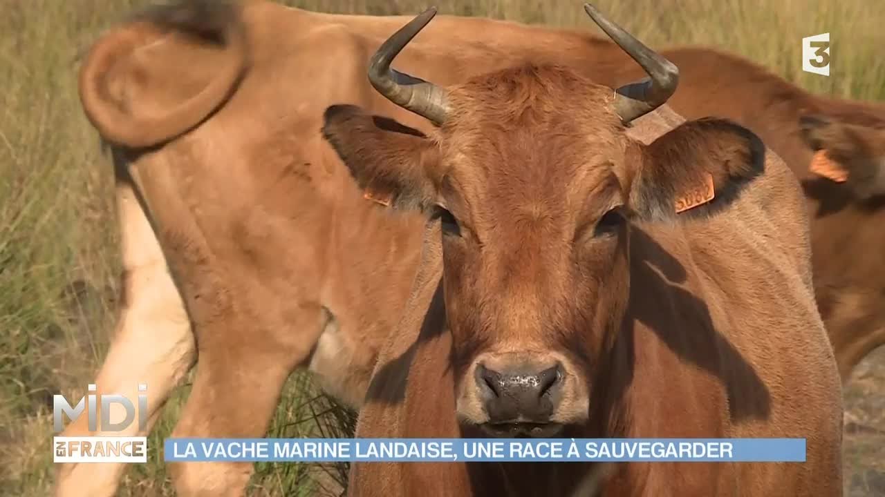 ANIMAUX & NATURE : La vache marine landaise, une race à sauvegarder ...