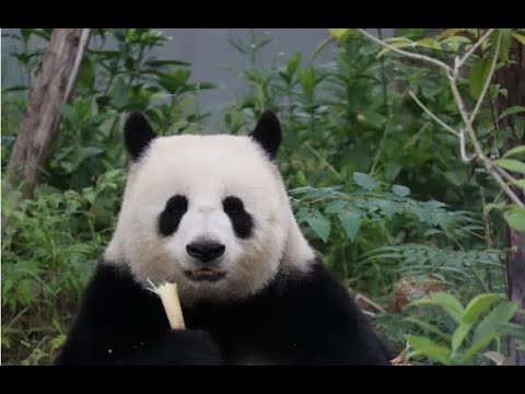 The most lovely characteristics of giant pandas are their chubby bodies ...