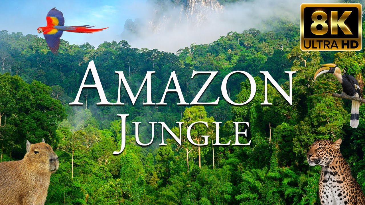 Amazon Jungle 8K ULTRA HD | Wildlife of Amazon Rainforest | Nature ...