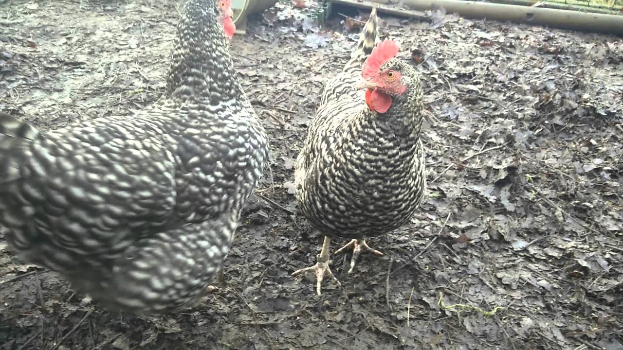 Flemish cuckoo hens and old Brakel rooster - YouTube