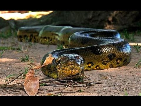 La Anaconda Verde, la Reina del Amazonas - YouTube