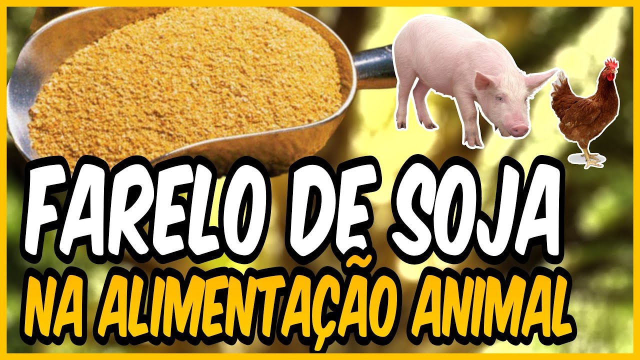 FARELO DE SOJA NA ALIMENTAÇÃO ANIMAL. - YouTube