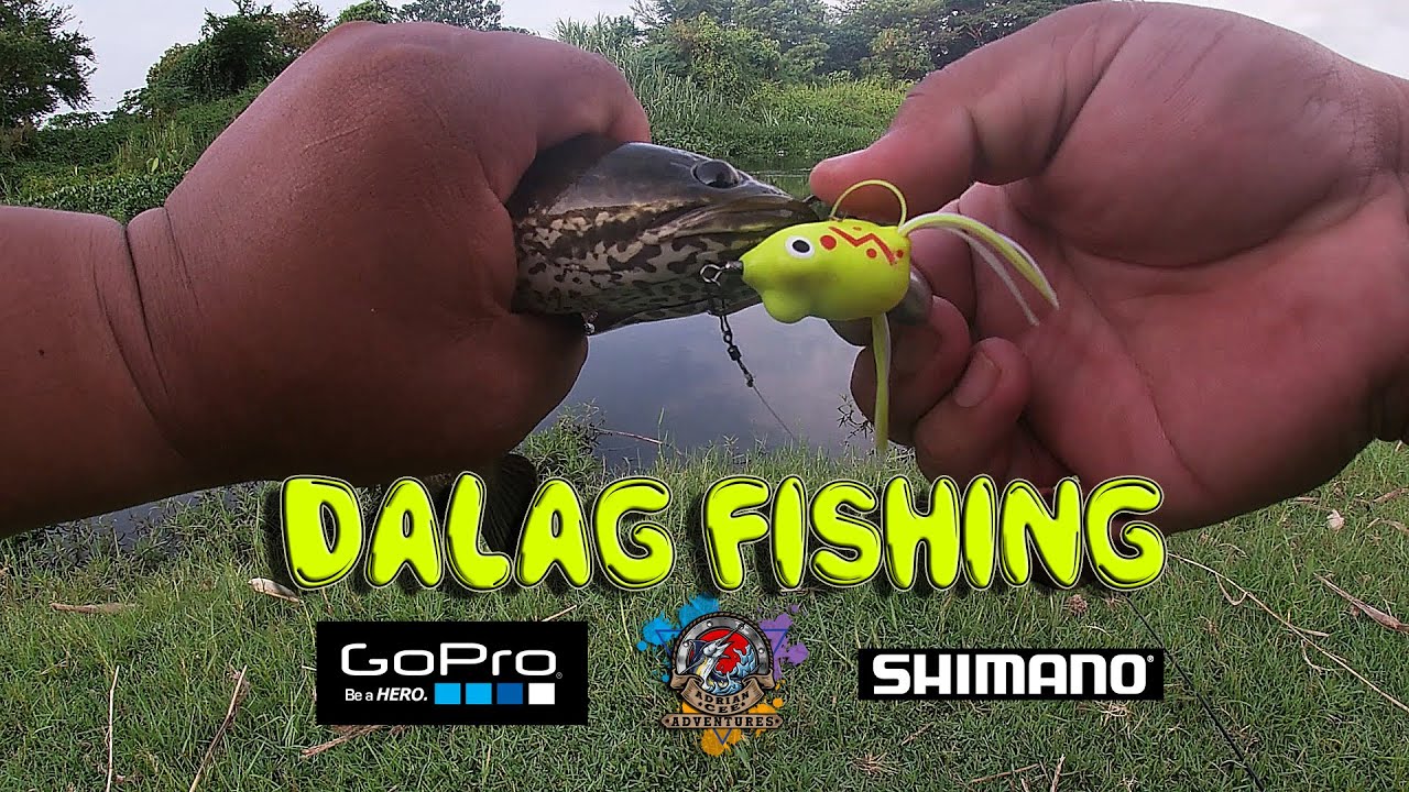 Quickie Dalag Fishing in the morning | Snakehead Fishing | Philippines ...