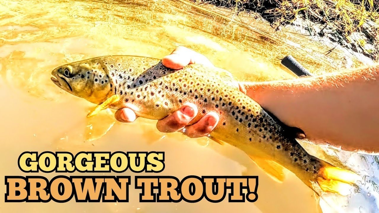 Fly Fishing a BEAUTIFUL River in UTAH for BROWN TROUT! - YouTube
