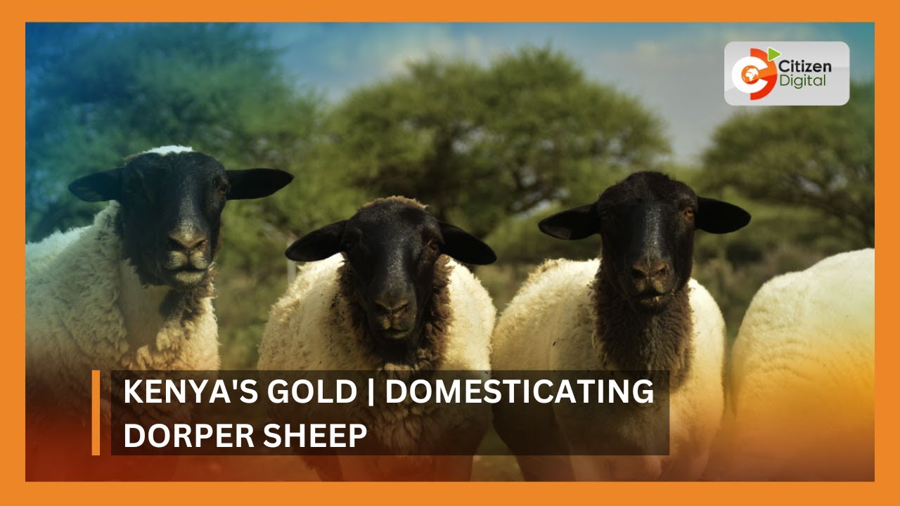 Kenya's Gold | Domesticating Dorper Sheep - YouTube