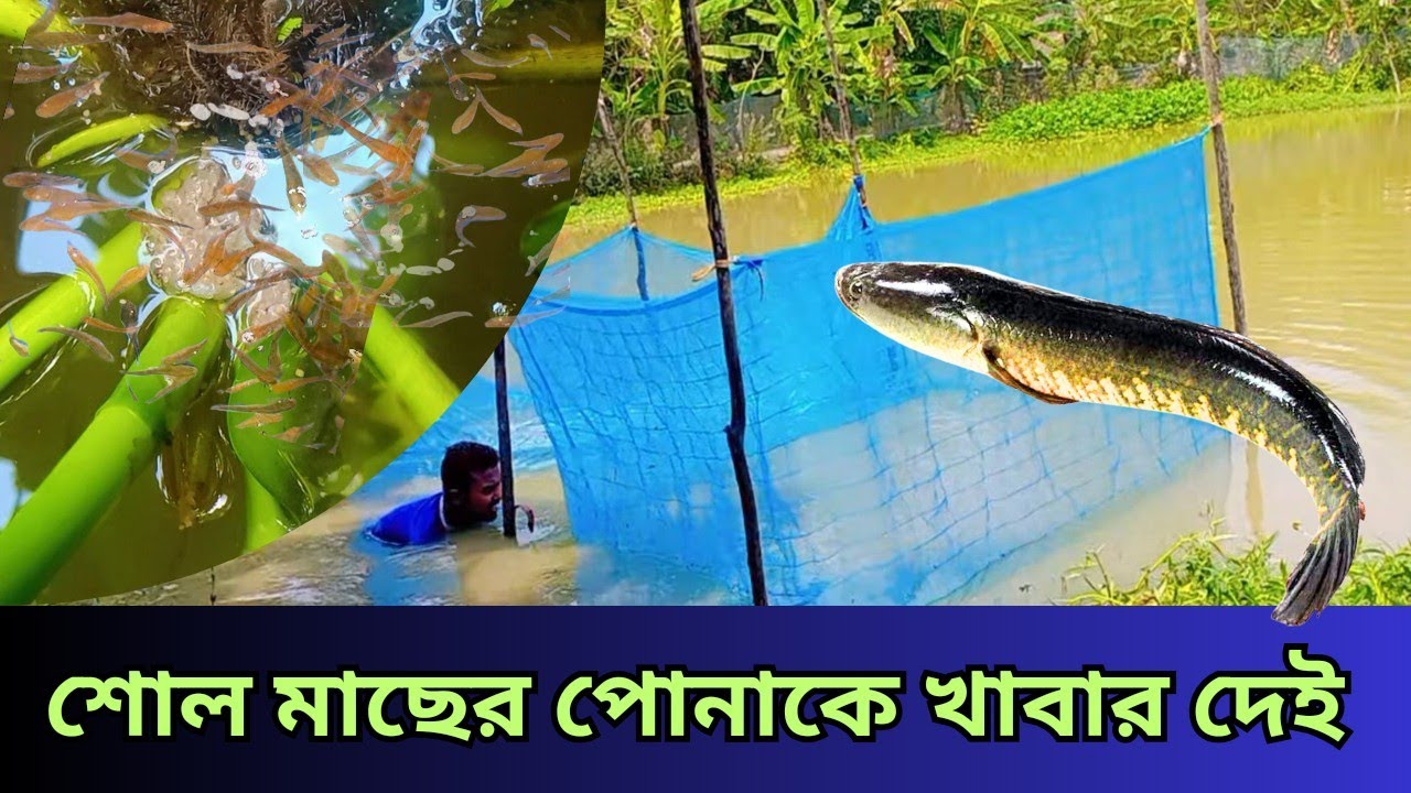 শোল মাছের পোনা। আমি প্রতি দিন কি খাবার দিয়ে থাকি!snakehead Fish ...