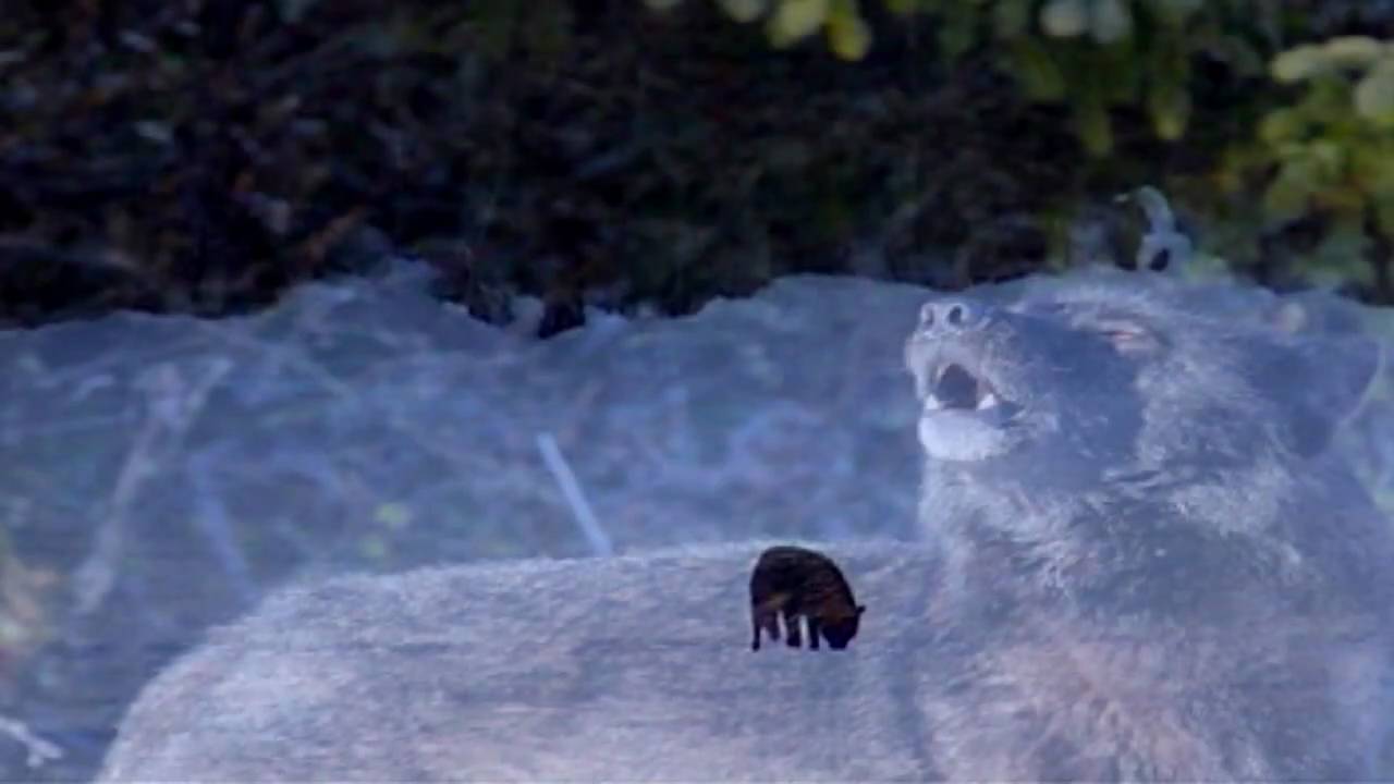 LEGEND OF ROMEO, THE LONELY WOLF FROM ALASKA (updated with breaking ...