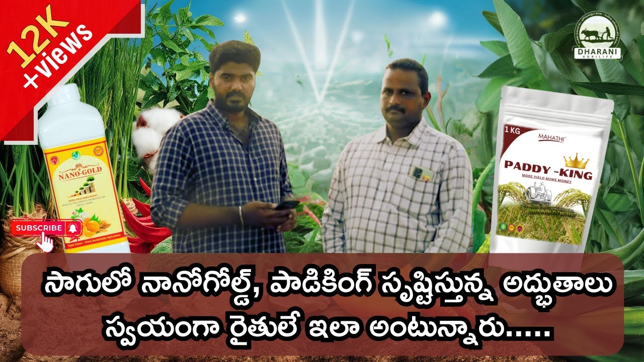 వరి సాగులో PADDY KING , NANO GOLD వాడి అద్భుతాలు సృష్టించిన రైతు| Paddy ...