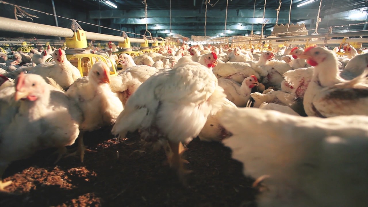 SAHA FARM INTERNATIONAL - YouTube