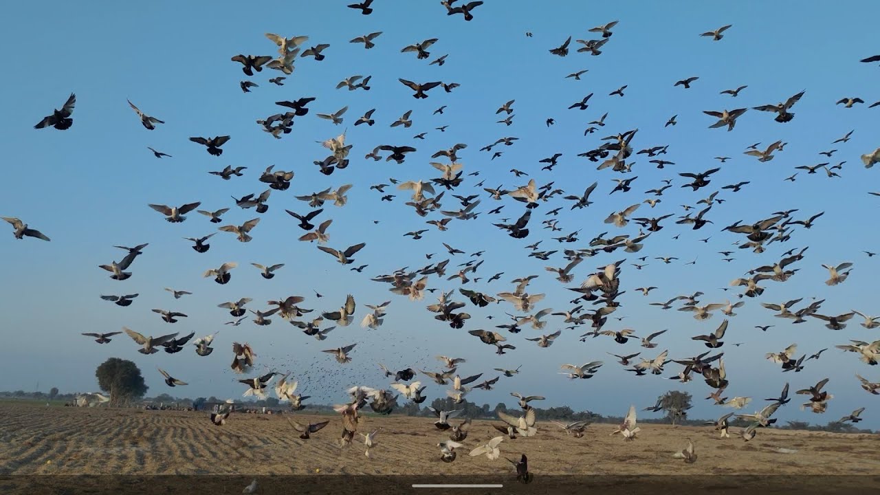 The big pigeons Race | 1000 pigeons| Rana Ikram V.S Mujahid - YouTube