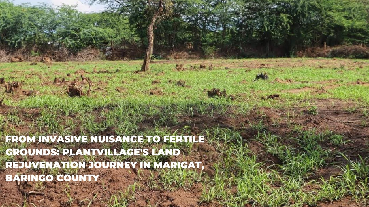 PlantVillage's Land Rejuvenation Journey in Marigat, Baringo, Kenya ...