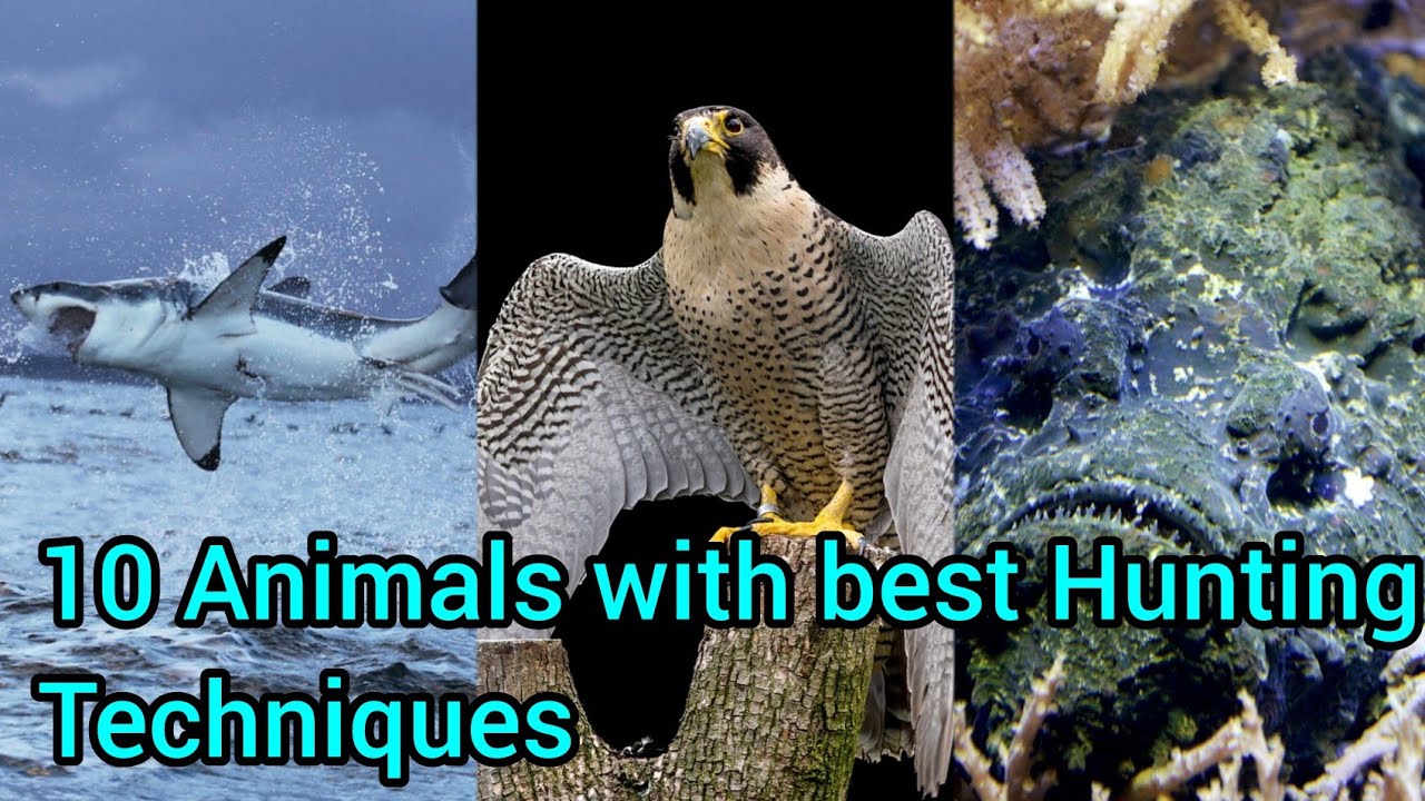 10 Animals with Best Hunting Techniques - YouTube