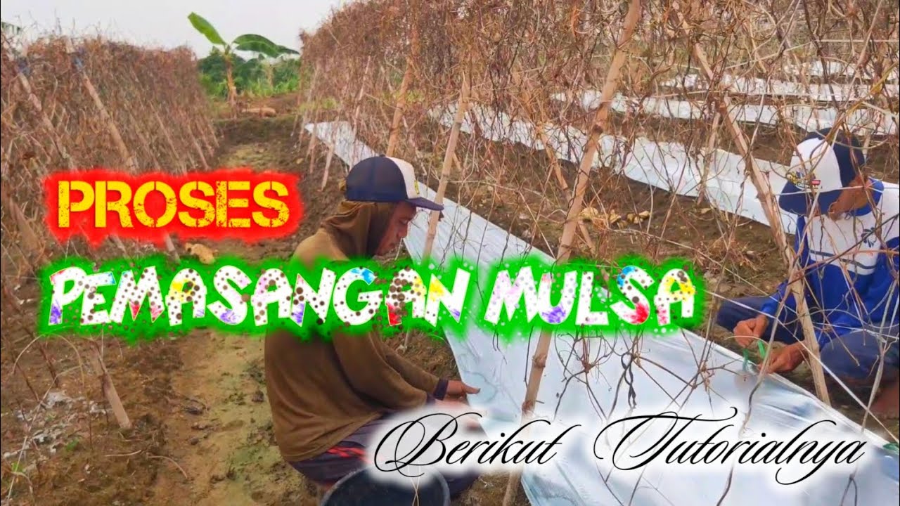 Proses Pemasangan Mulsa & Tutorialnya - YouTube
