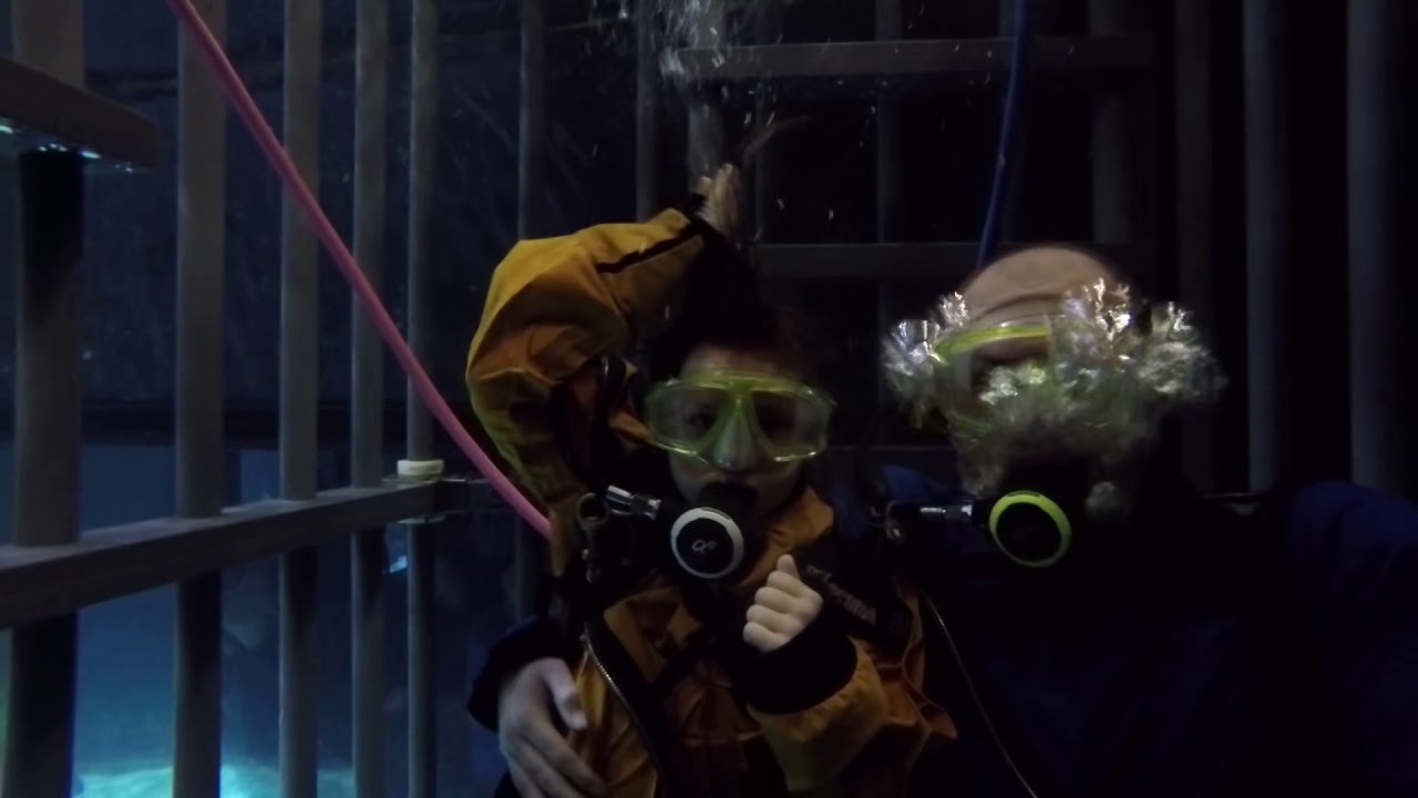 Point Defiance Shark Dive - YouTube