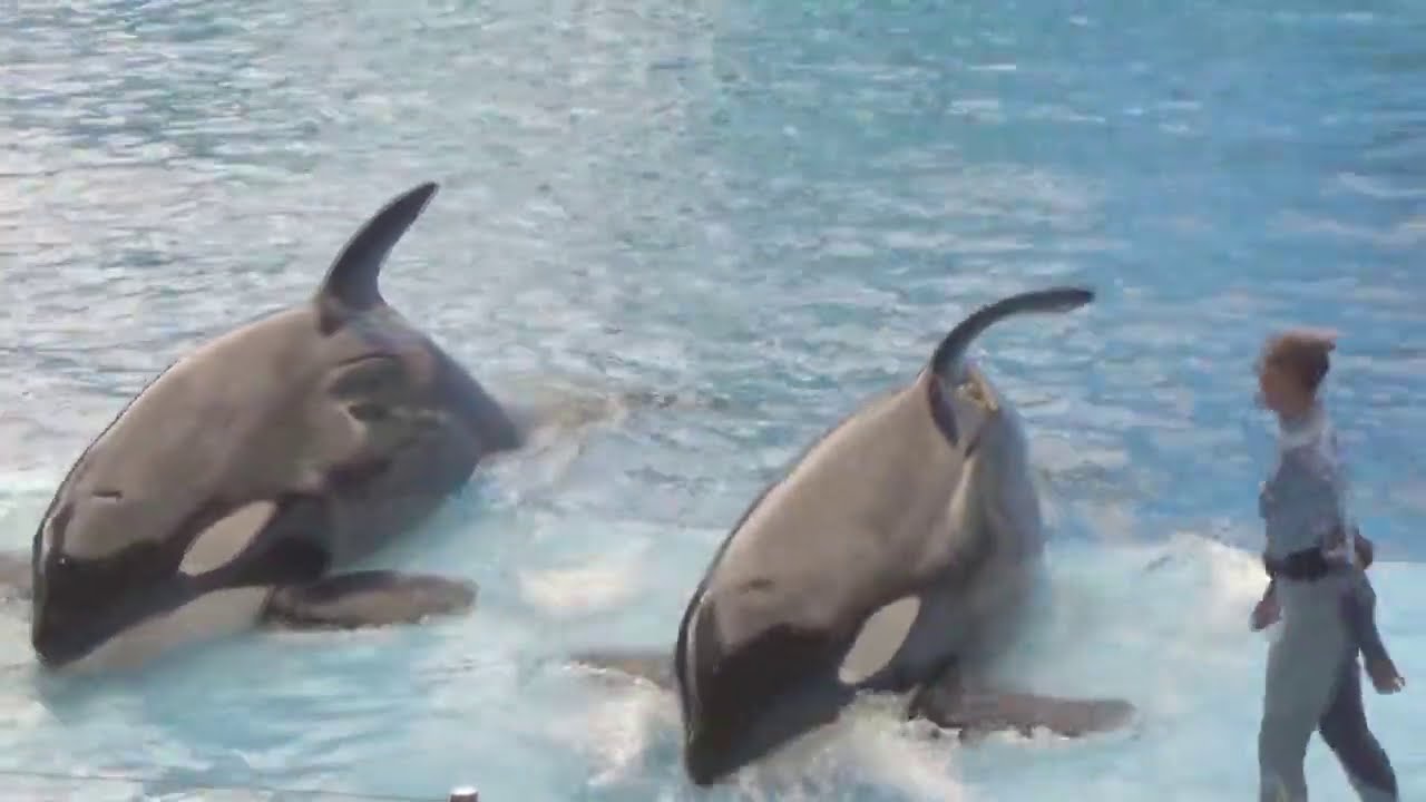 Vintage SeaWorld Orlando-One Ocean - YouTube