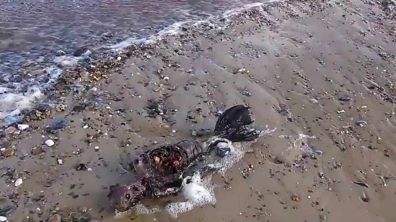 SHOCK FIND- Mystery as rotting ‘MERMAID’ washed up on British beach ...