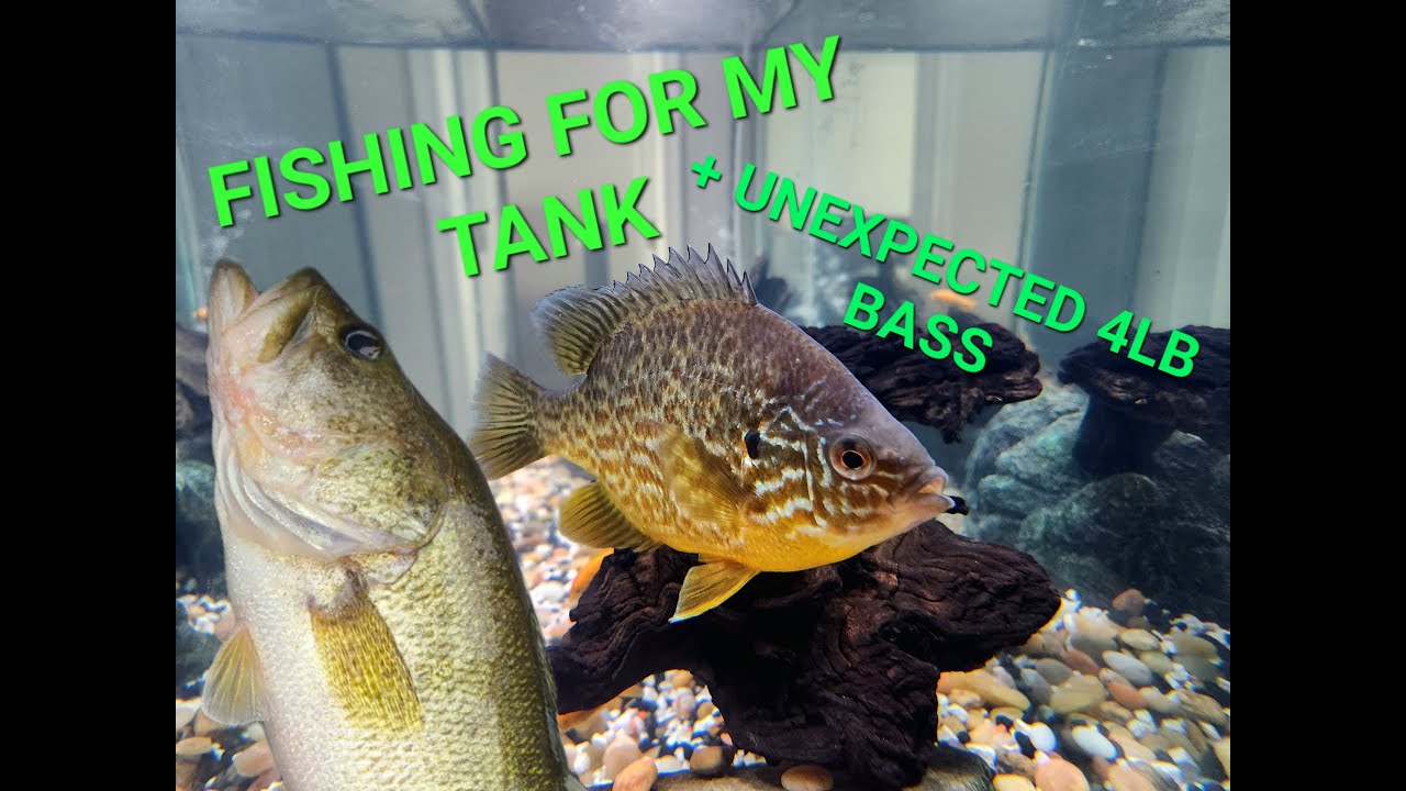 Fishing for my aquarium with UNEXPECTED 4lb BASS - YouTube