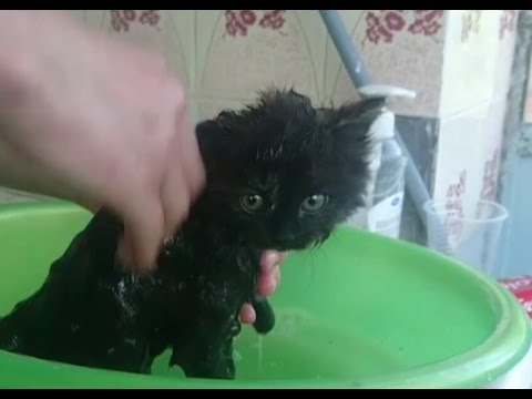 sevimli minik kedicik banyosu