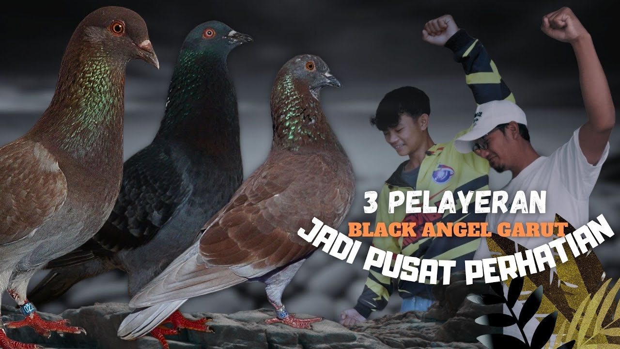 3 MERPATI RING 23 BERBAHAYA TEAM BLACK ANGEL JADI PUSAT PERHATIAN ...