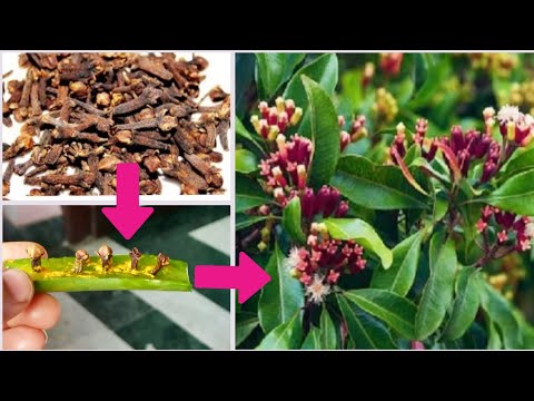 How to grow clove plant from cloves with aloevera | Growing clove ...