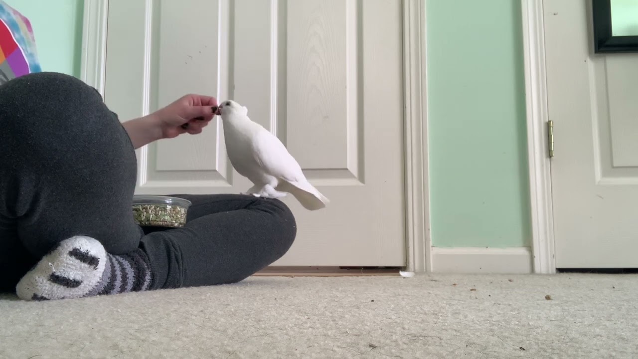 Smart pigeon is target trained - YouTube