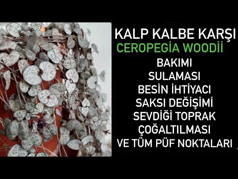 Kalp kalbe karşı çiçeği hakkında bilmeniz gerekenler!! #Ceropegiawoodii #bitkibakımı #plantcare