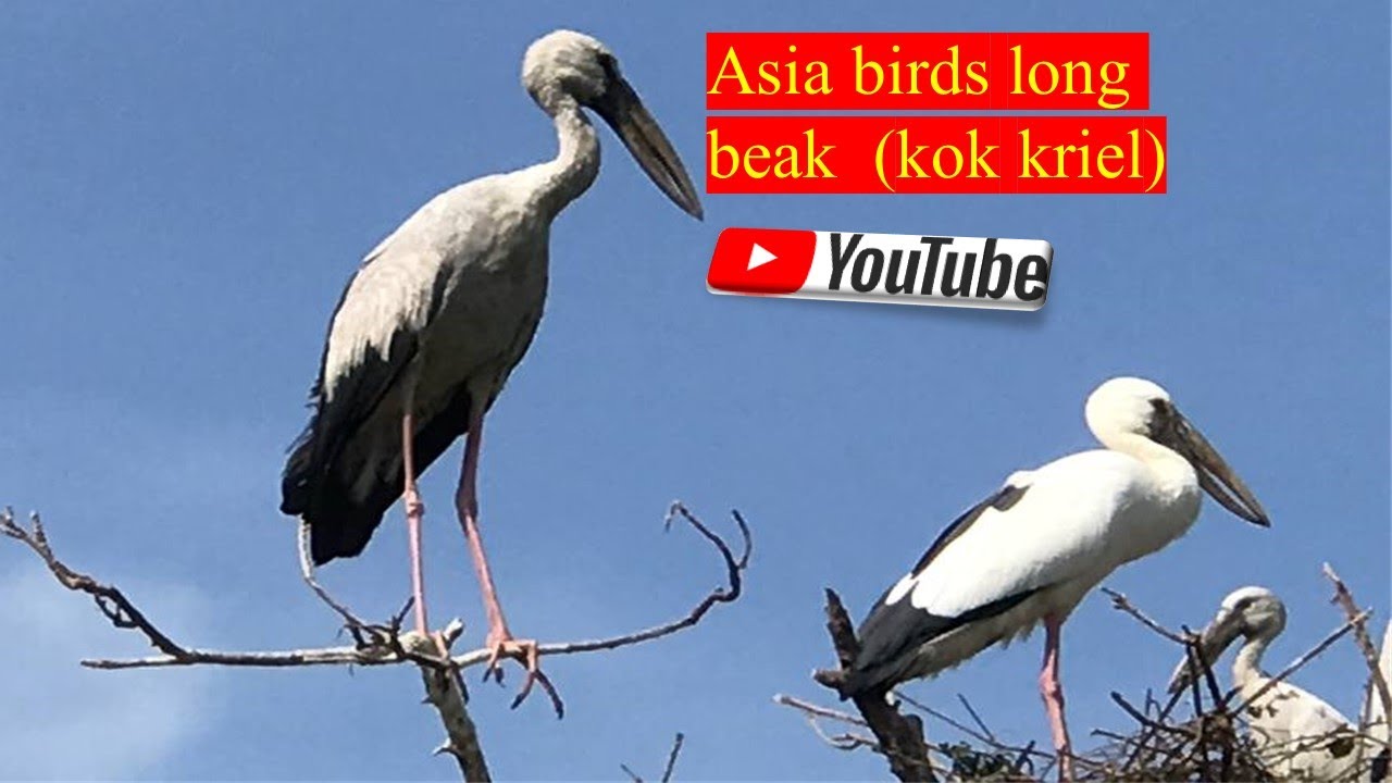 #asia birds #amazing birds #kok kriel # ក្រៀលខ្យង - YouTube