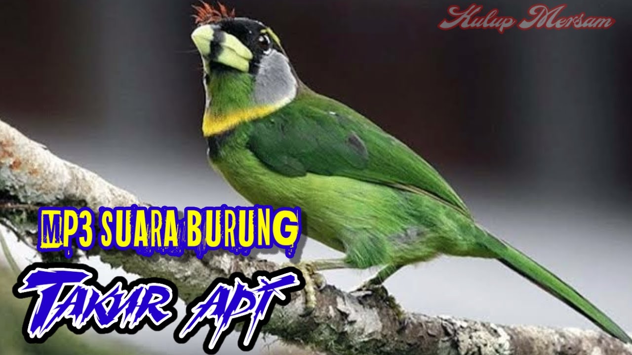 MP3 SUARA BURUNG TAKUR API | MASTER KICAU - YouTube
