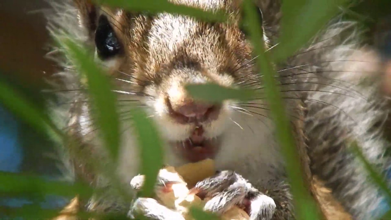Caught Him Munchin'. Squirrel Gang Stops by for a Morning Visit. - YouTube
