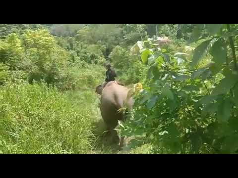 Gajah mau kawin dengan gajah liar#Shorts