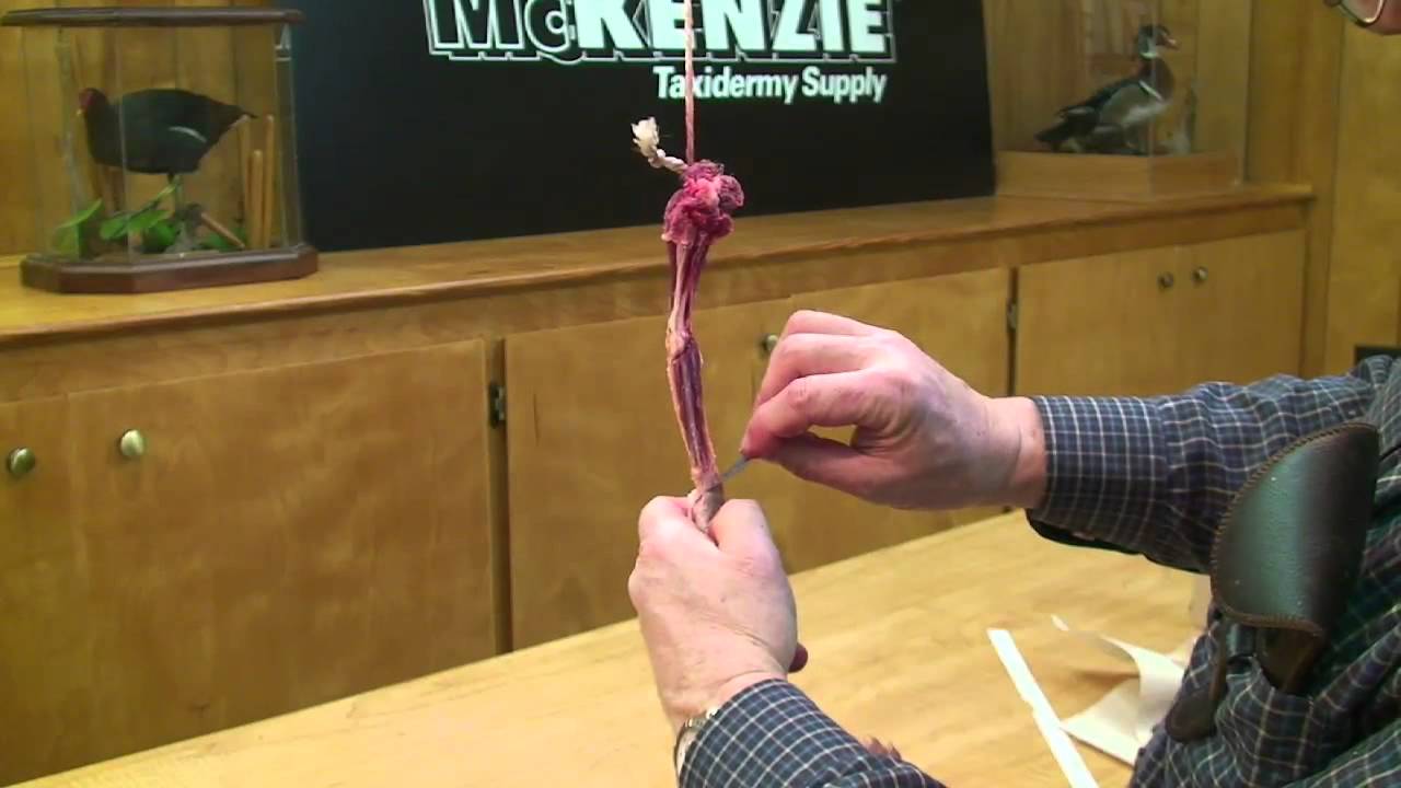 skinning waterfowl wing.mp4 - YouTube