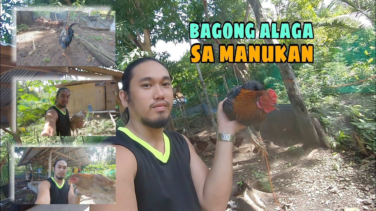 MGA BAGONG KASAMA SA MANUKAN | NATIVE CHICKEN | FREE RANGE FARMING ...