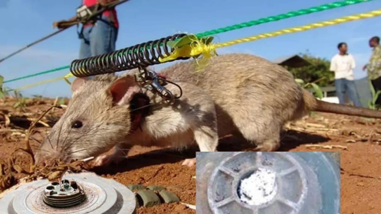 The reason why Rats are used to detect Landmines... the animals which ...