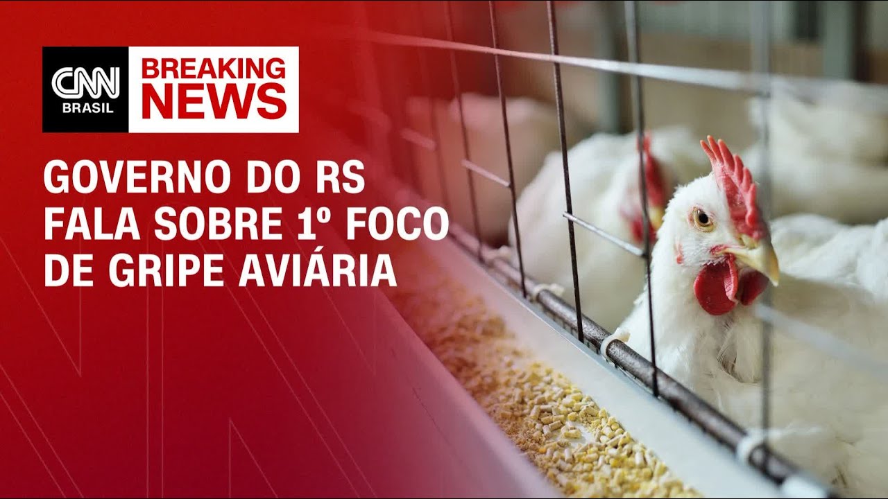 Gripe aviária: Governo do RS fala sobre o primeiro foco da doença no ...