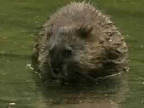 See to Believe: Muskrat Dinner - YouTube