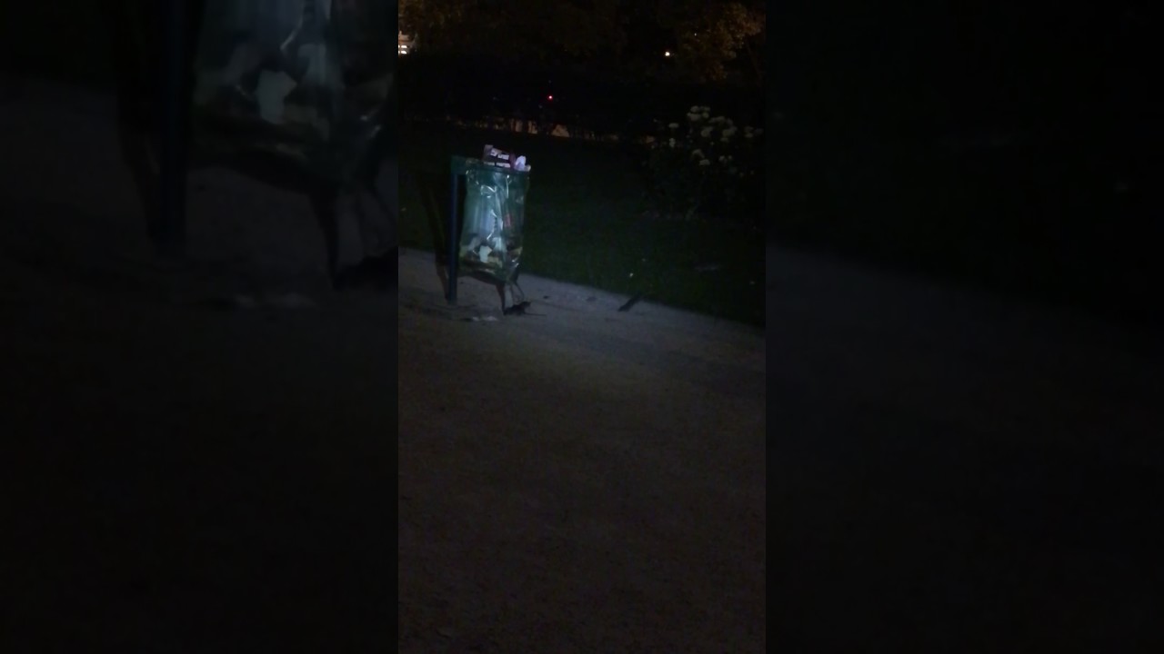 Rats in the Eiffel Tower - YouTube