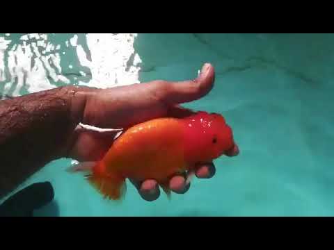 Jumbo Ranchu Goldfish In India - Goldfish Farm India - YouTube