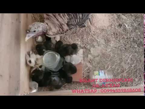 Qirt hinduska altina nece toyuq yumurtasi qoymaq olar?!