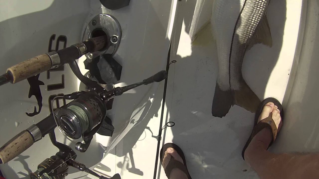 40" Snook on Crystal River - YouTube