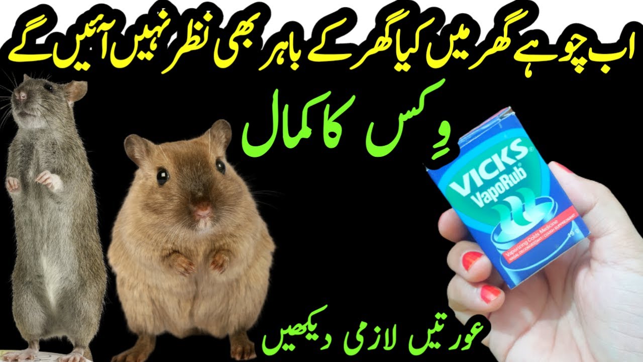 get rid of mouse | chuhe bhagane ka tarika | Rat Killer Trick | rat ...