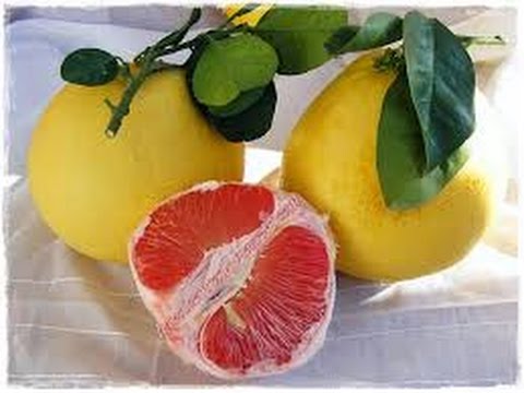 Ağaç kavunu Citrus medica nedir? faydaları nelerdir? nerede yetişir?