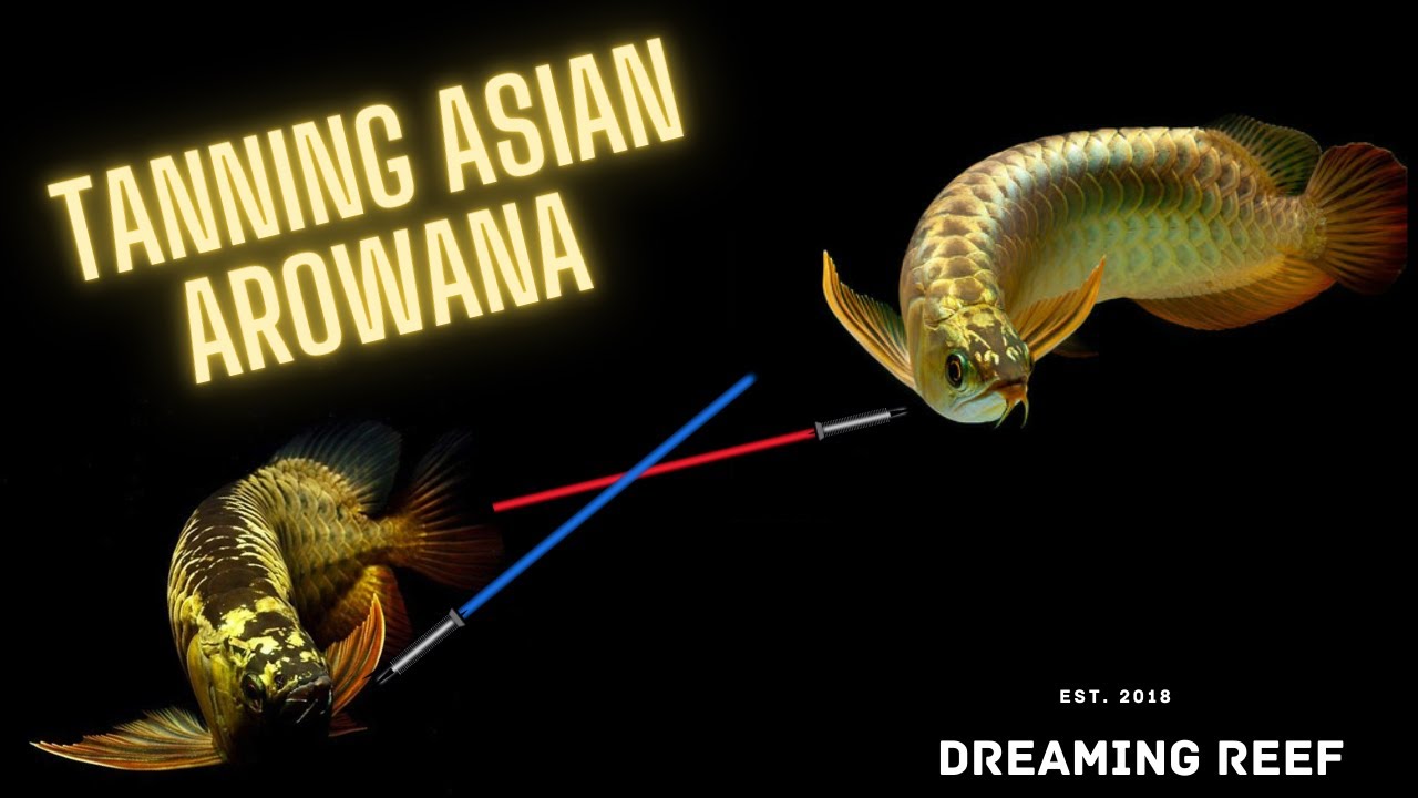 Tanning my Blue Base Crossback Asian Arowana - YouTube