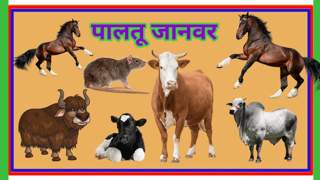 paaltu janwar cartoon domestic animal cartoon video paaltu janwar ...