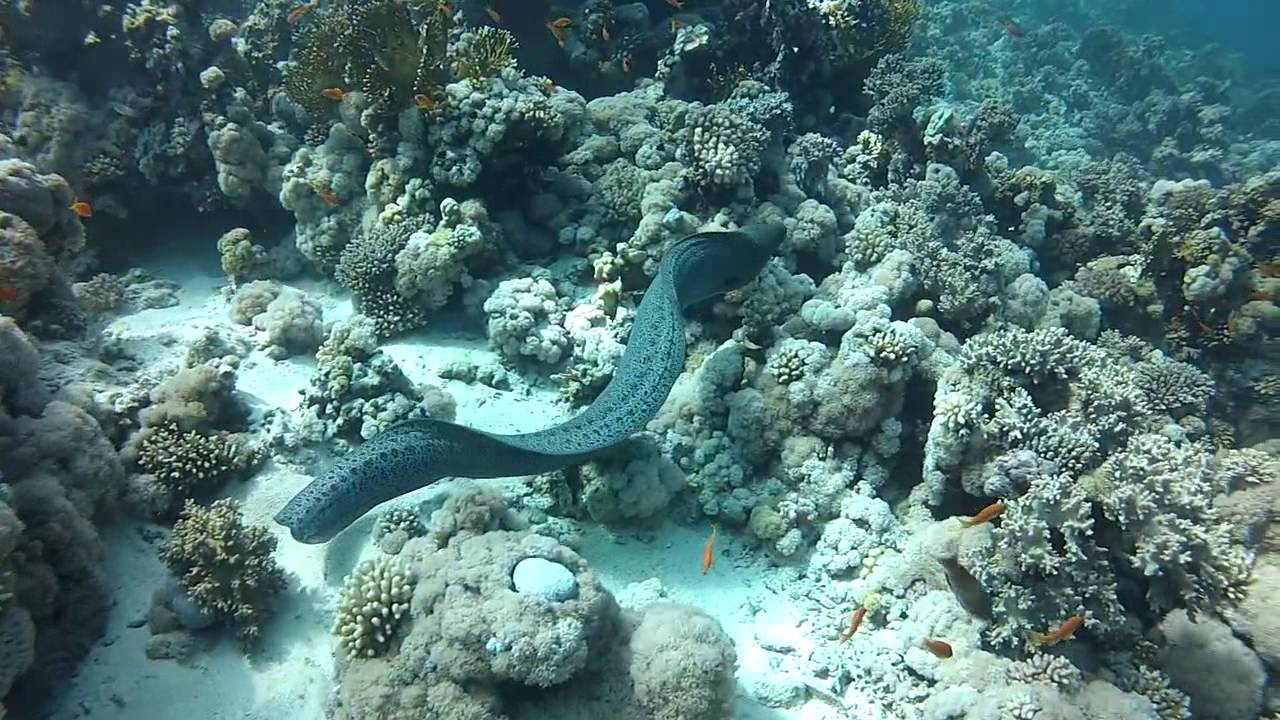 free swimming moray eel in the Red Sea - YouTube