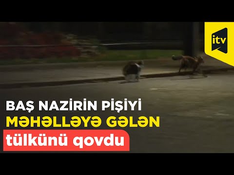 Böyük Britaniyanın baş nazirinin pişiyi məhəlləyə gələn tülkünü qovdu