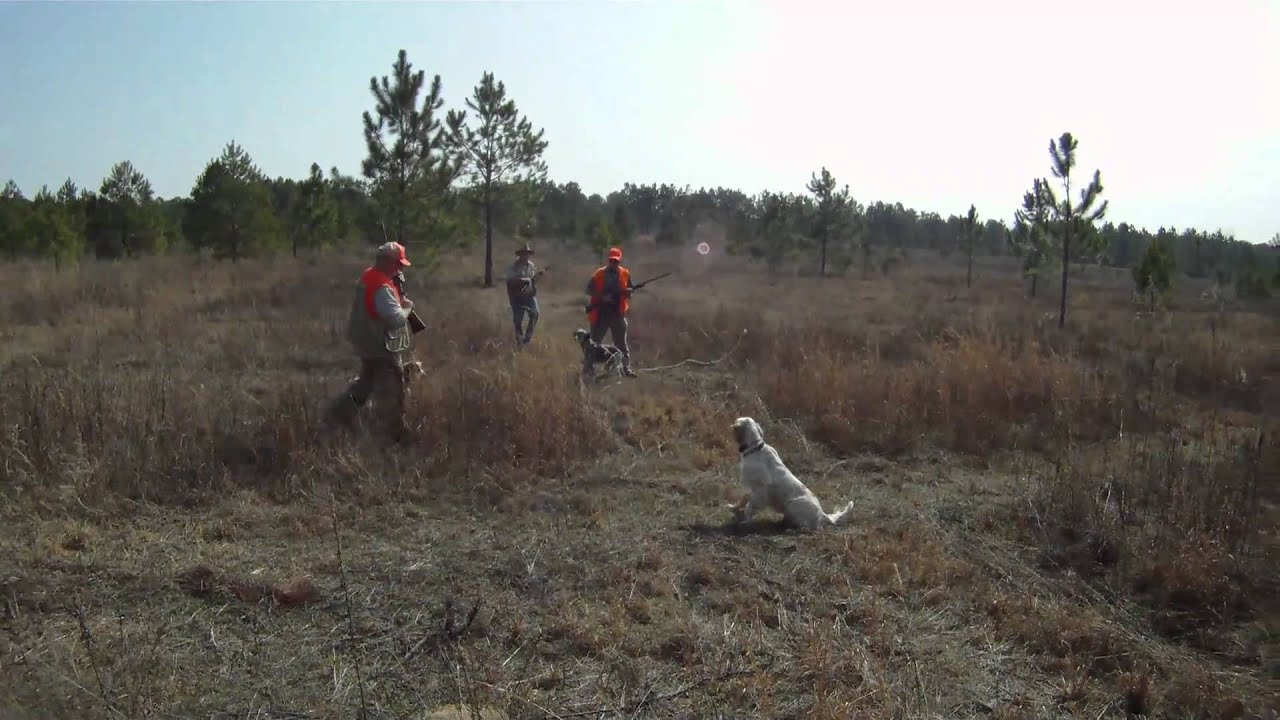 Quail Hunting in Georgia - YouTube